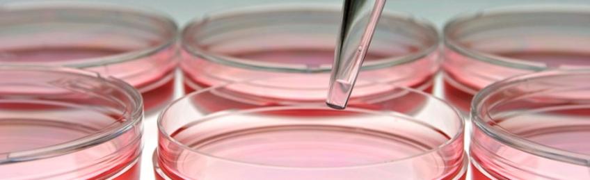 Cell Cultures | ELGA LabWater