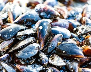 ELGA LabWater | Blue mussels shed light on munition contamination
